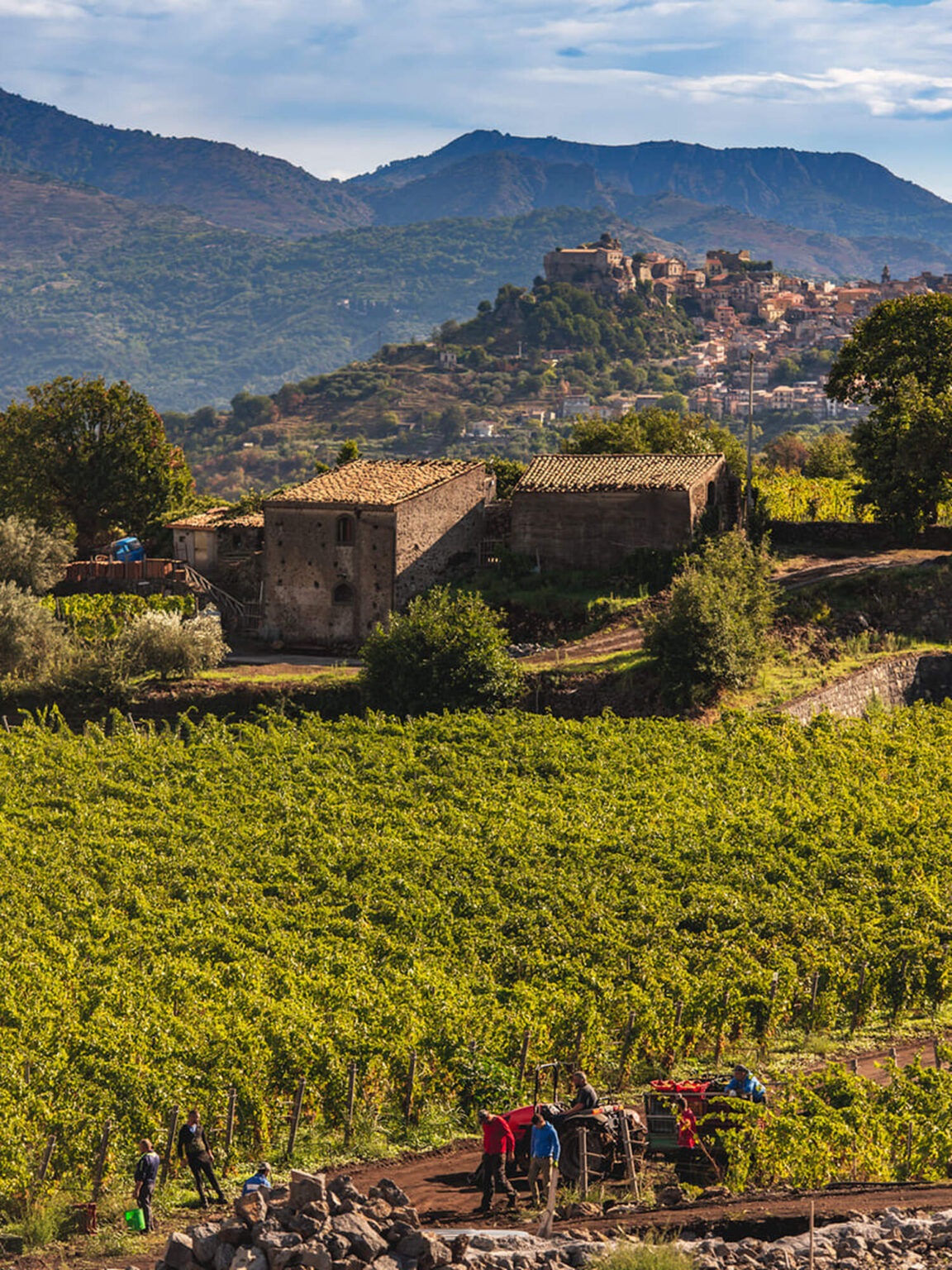 Tornatore - Maze Row Wine Merchant